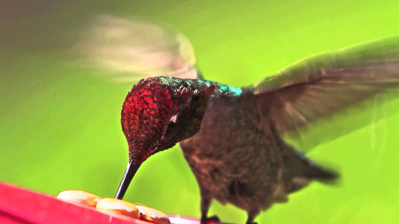 Anna's and Rufous Hummingbirds - YouTube