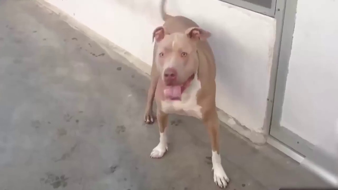 DOG style Compilation 2017 HD - YouTube