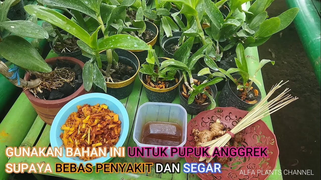 GUNAKAN BAHAN INI UNTUK PUPUK ANGGREK SUPAYA BEBAS PENYAKIT DAN SEGAR ...
