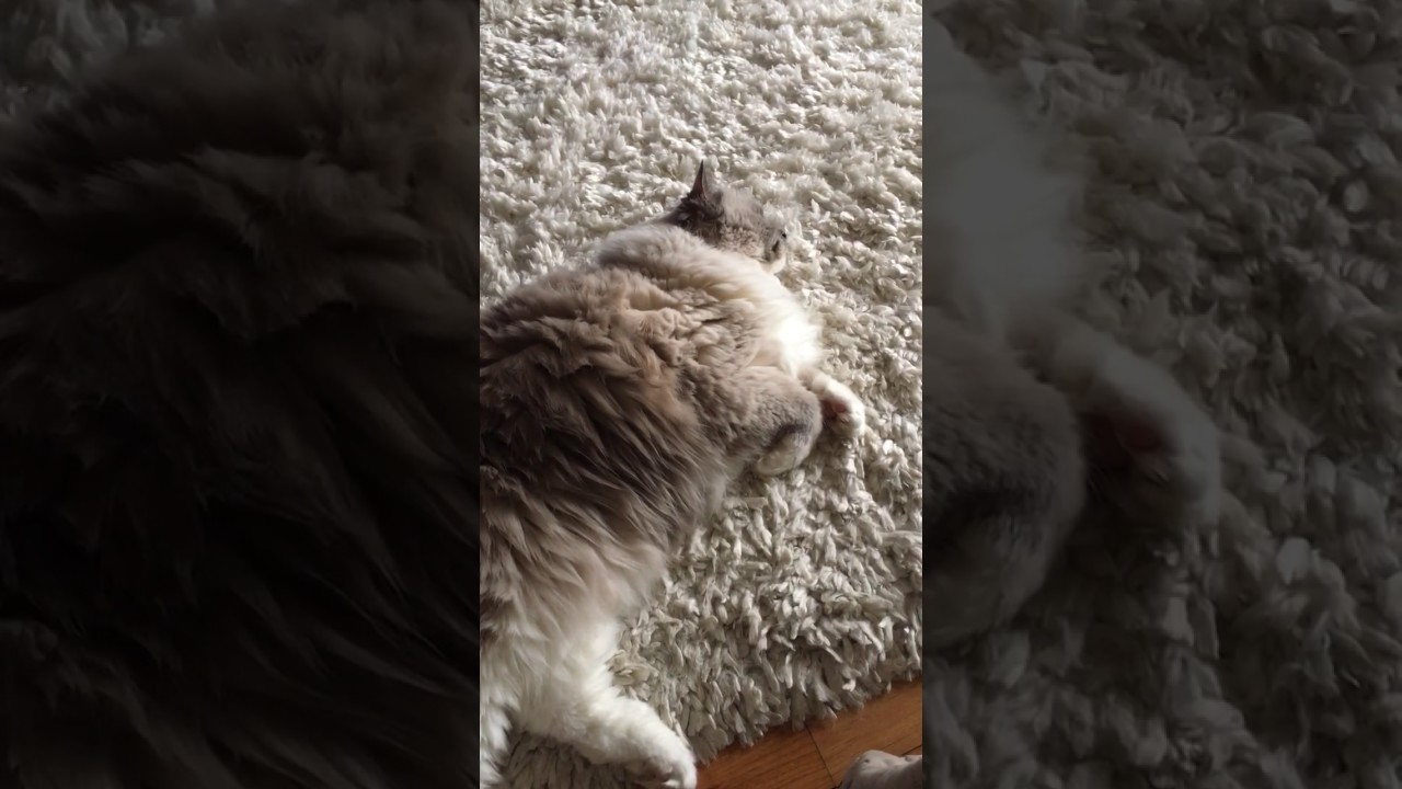 Extraño gatito 'gorjea' a unas aves salvajes - YouTube