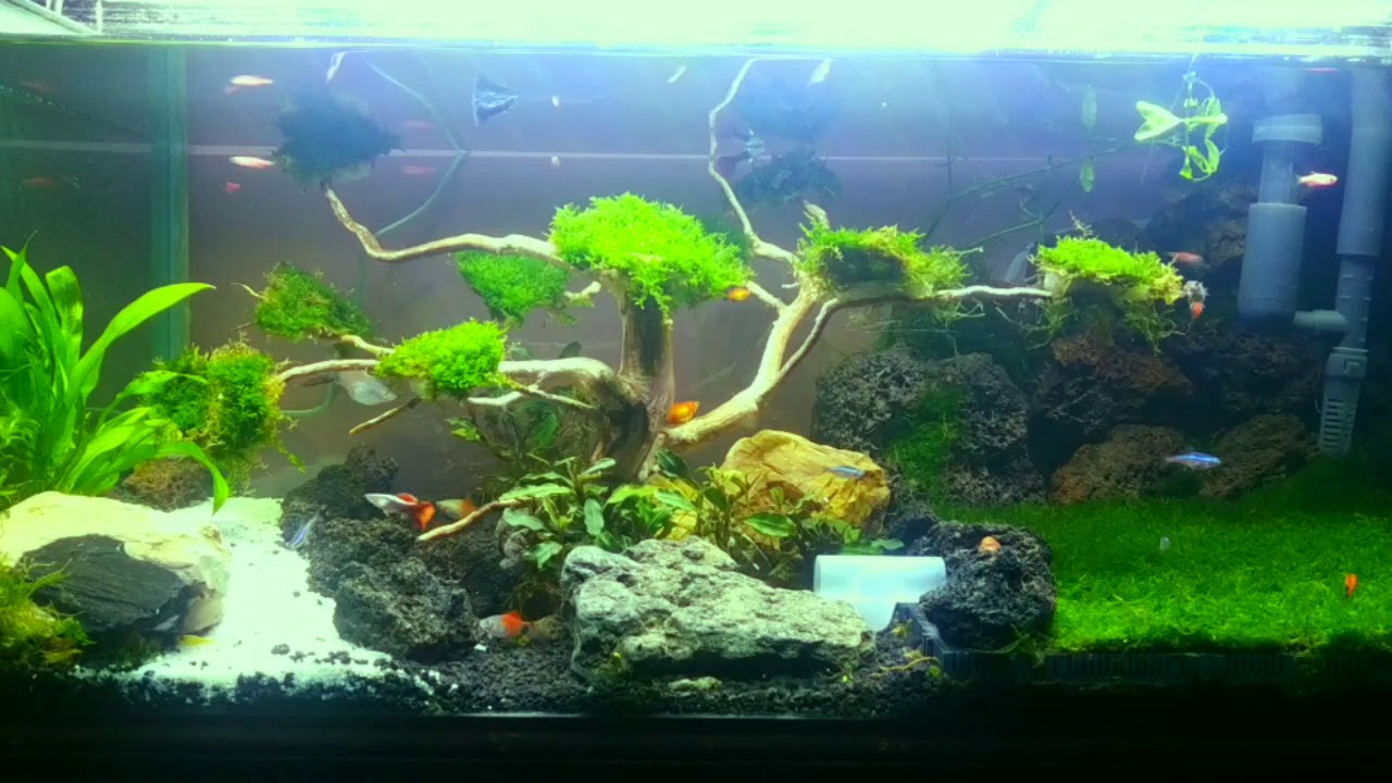 Suasana aquascape 7 hari untuk pemula - YouTube