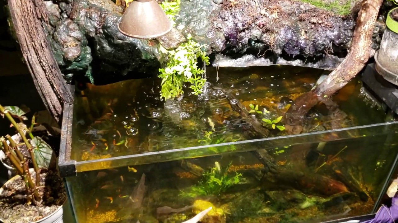 Waterfall Tank Update: Still No Leaks (1/7/20) - YouTube