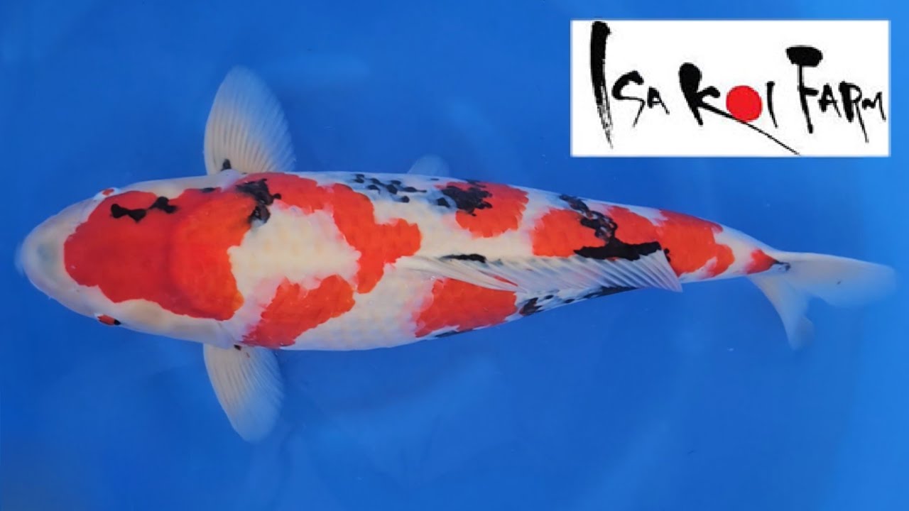 Showa - Isa Koi Farm - Sansai (geb. 2022) 68cm (w) R.S KOI CONSULTING ...