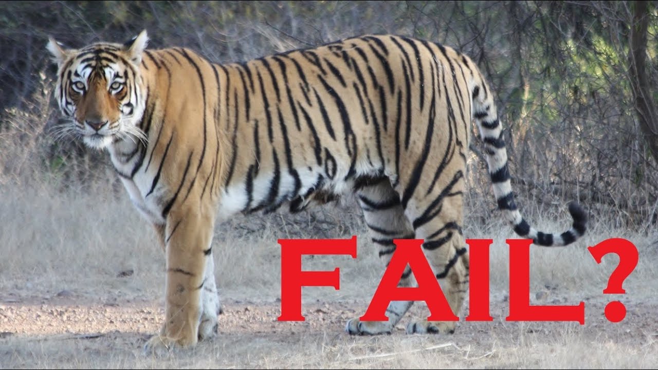 Have We Failed These Animals? - YouTube