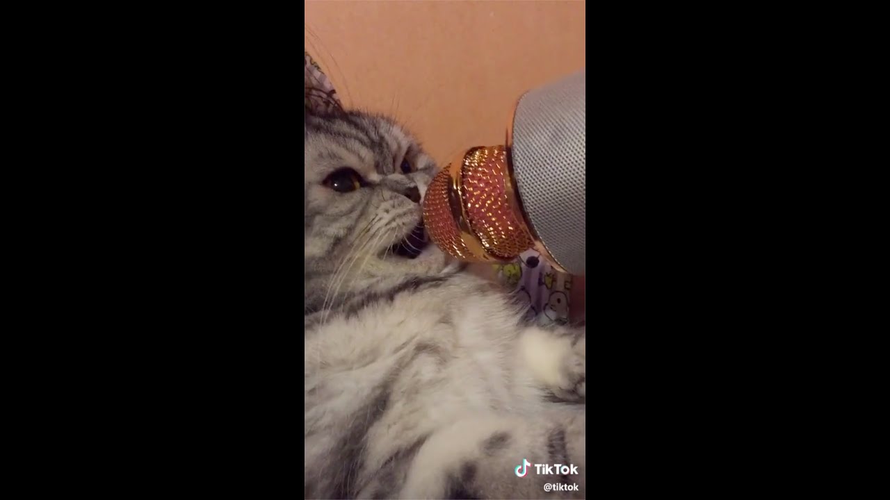 Ricardo's TikTok Cat Compilation - January 23, 2020 - YouTube
