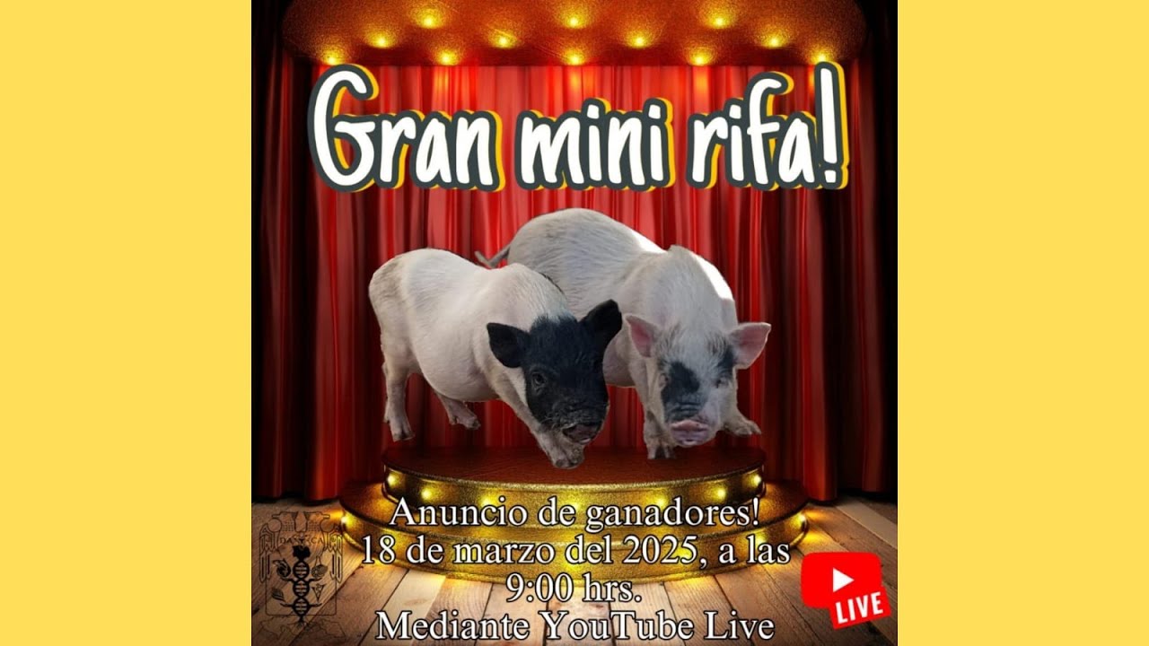 Gran mini rifa - YouTube