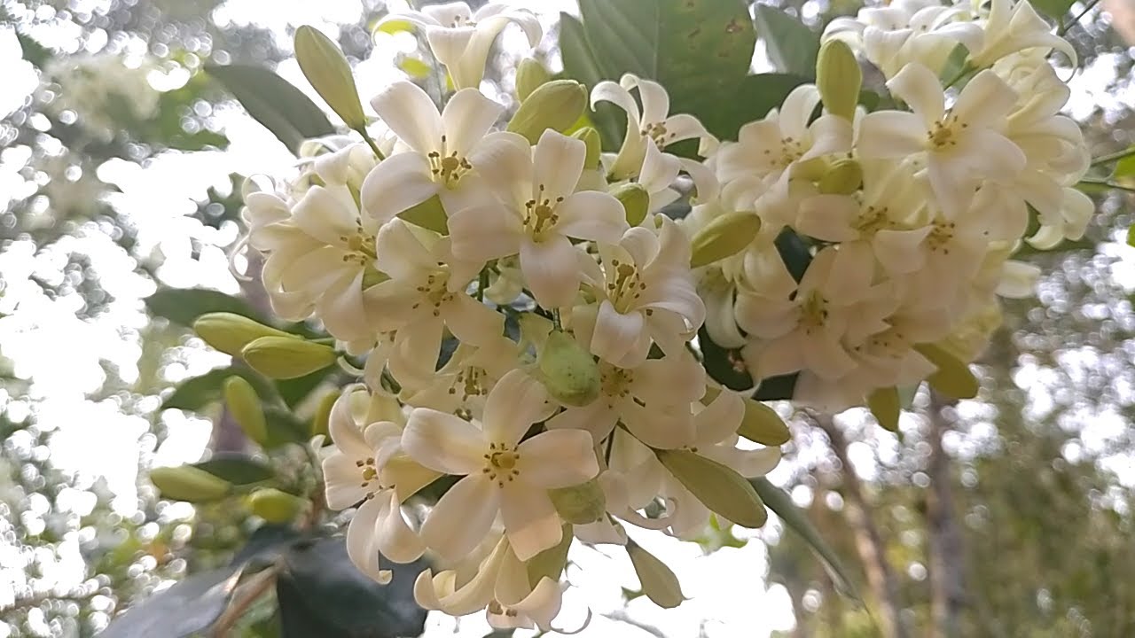 Manimulla / Maramulla / Orange Jasmine /മണിമുല്ല / മരമുല്ല - YouTube