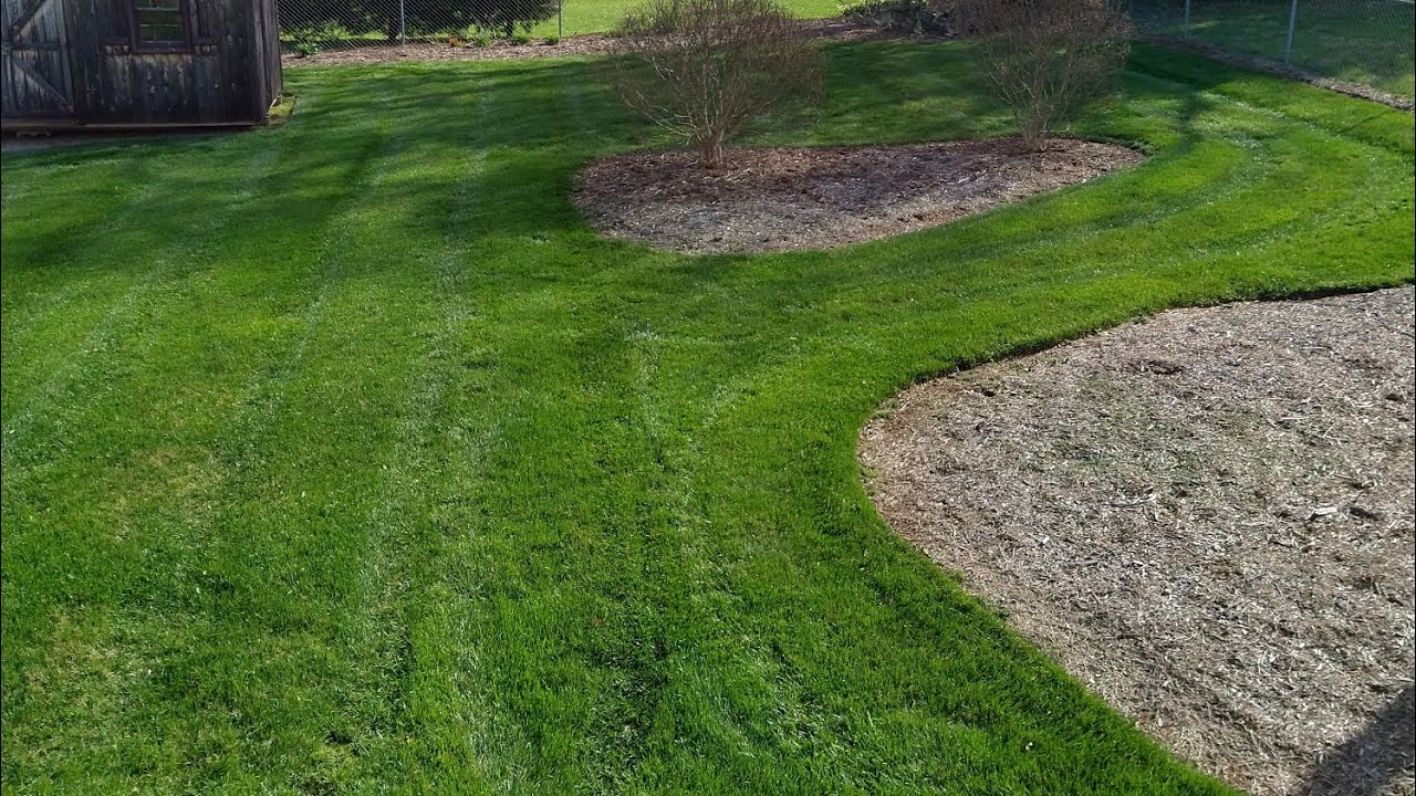 Mowing Beautiful Fescue Lawn - YouTube