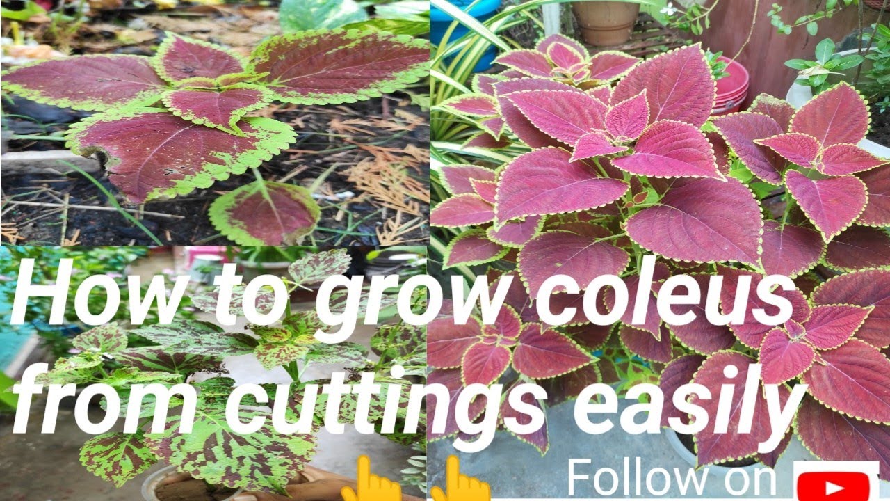 How to grow coleus cuttings easily during summer season with powerful ...