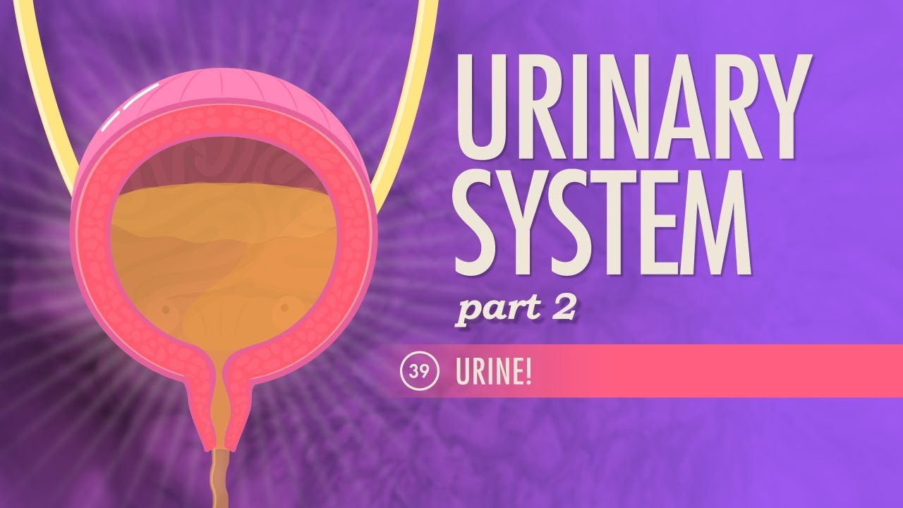 ANATOMY LECTURE ABOUT HUMAN URAINARY SYSTEM PART 2 - YouTube