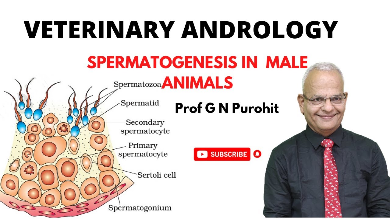 Spermatogenesis in male animals I Veterinary Andrology I VGO Unit 3 I ...