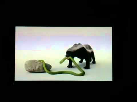 Honey Badger commercial. - YouTube