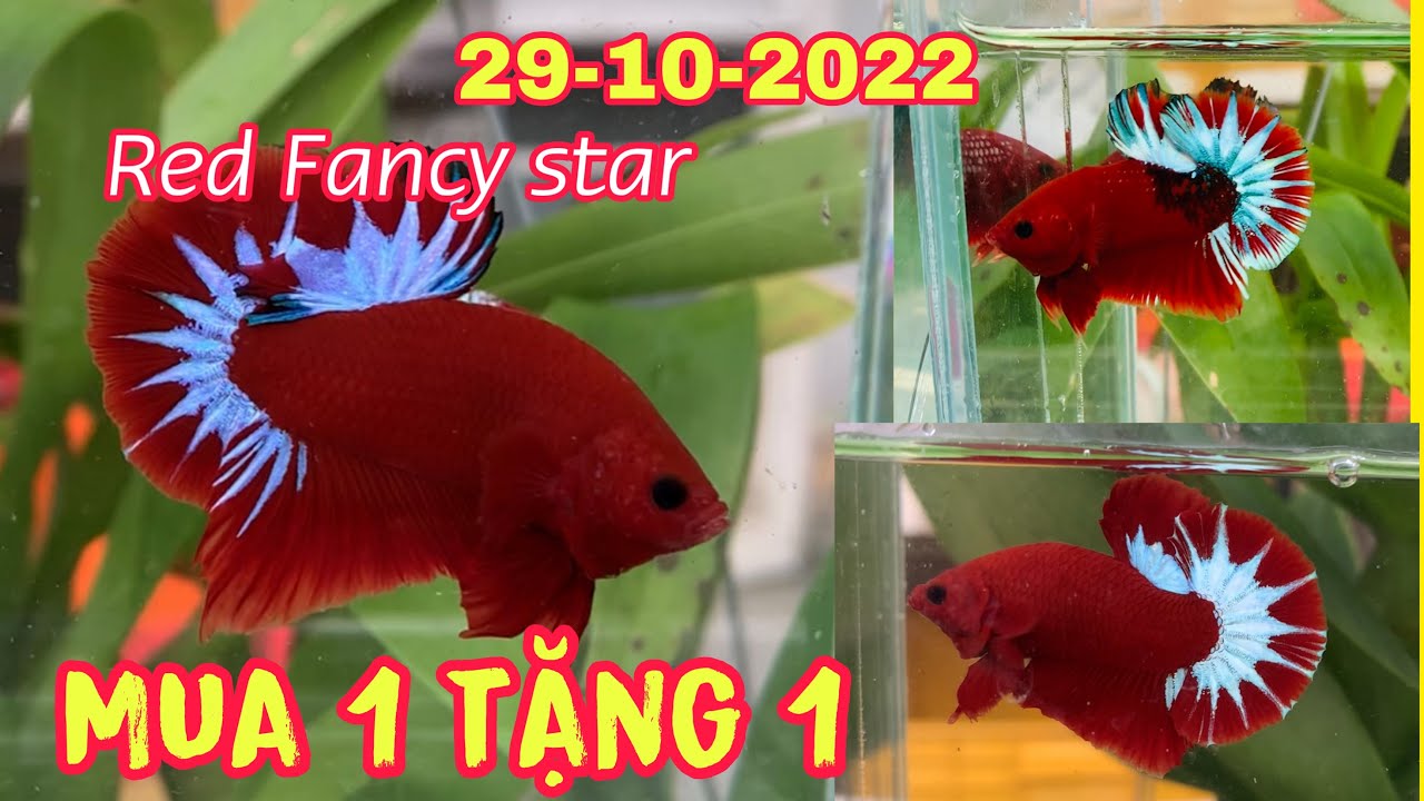Đợt cá ngày 29-10-2022 * Red fancy star - Cá đẹp giá rẻ👉mua 1 tặng 1 ...