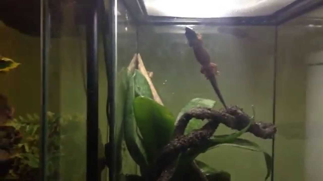 nouveau gecko : gecko bleu - YouTube