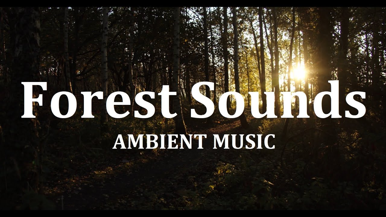 FOREST SOUNDS , Bird Song, Ambient Music for Relaxation and Sleep | 1 ...