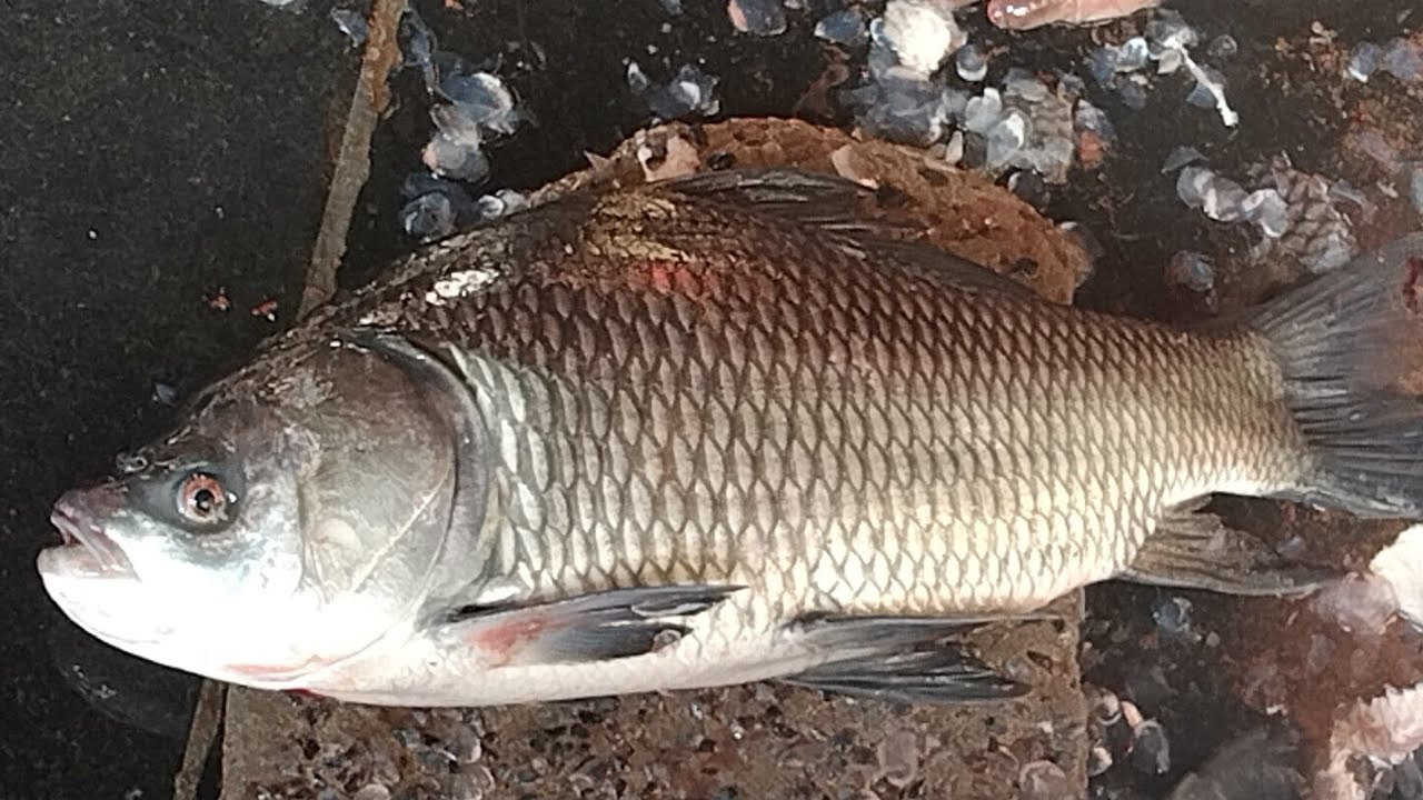 3kg big fish || fish cutting skills in fish market || katla fish ...