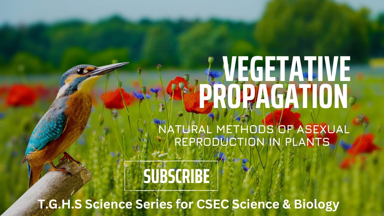 How Plants Reproduce Asexually in Nature: Vegetative Propagation - YouTube