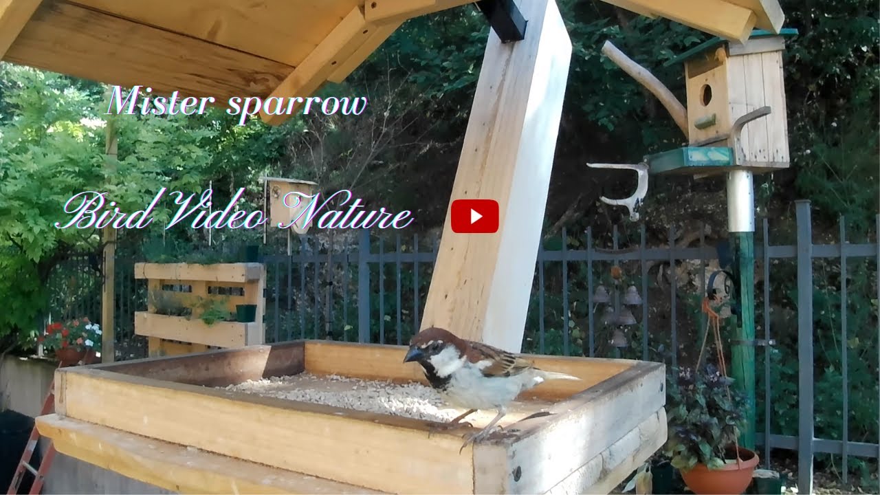 Mister sparrow Passer montanus ,Il passero mattugio ! - YouTube