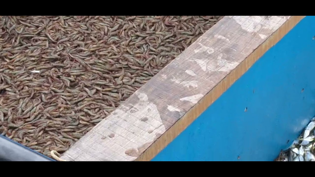 koyilandy fishing harbour - YouTube