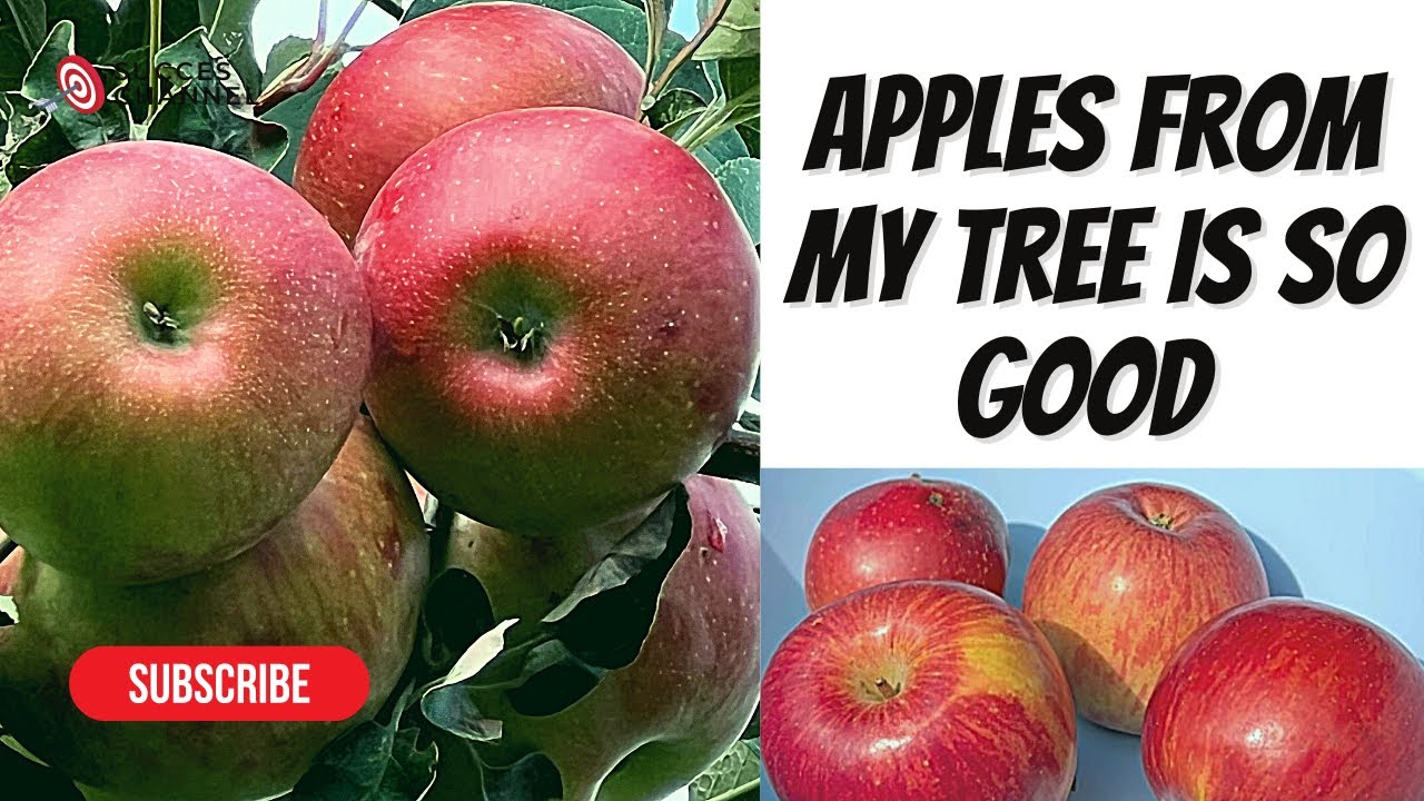 Apples from my tree is so good - YouTube