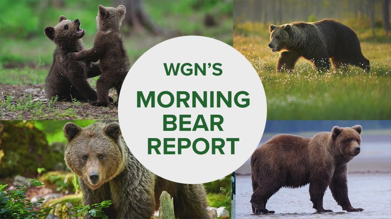 Morning Bear Report: Bears coming out of hibernation - YouTube