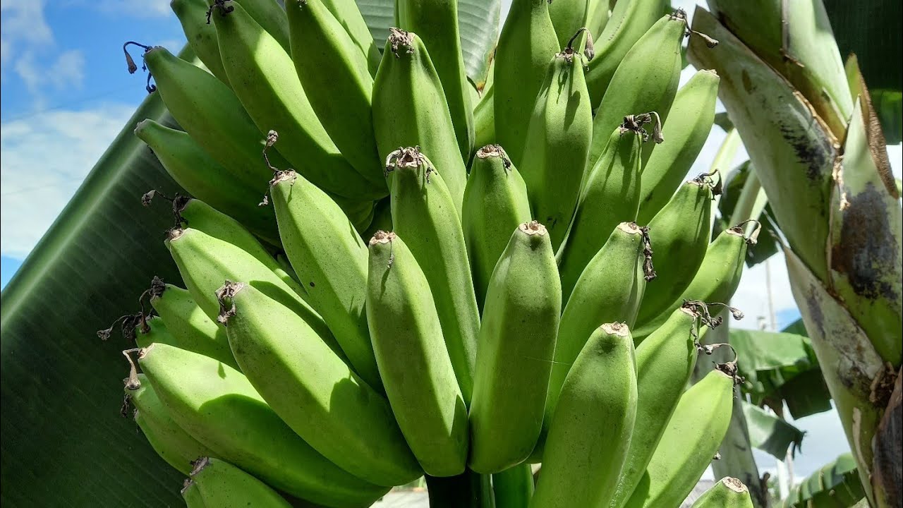 Não plante banana pacovan antes de assistir esse vídeo - YouTube