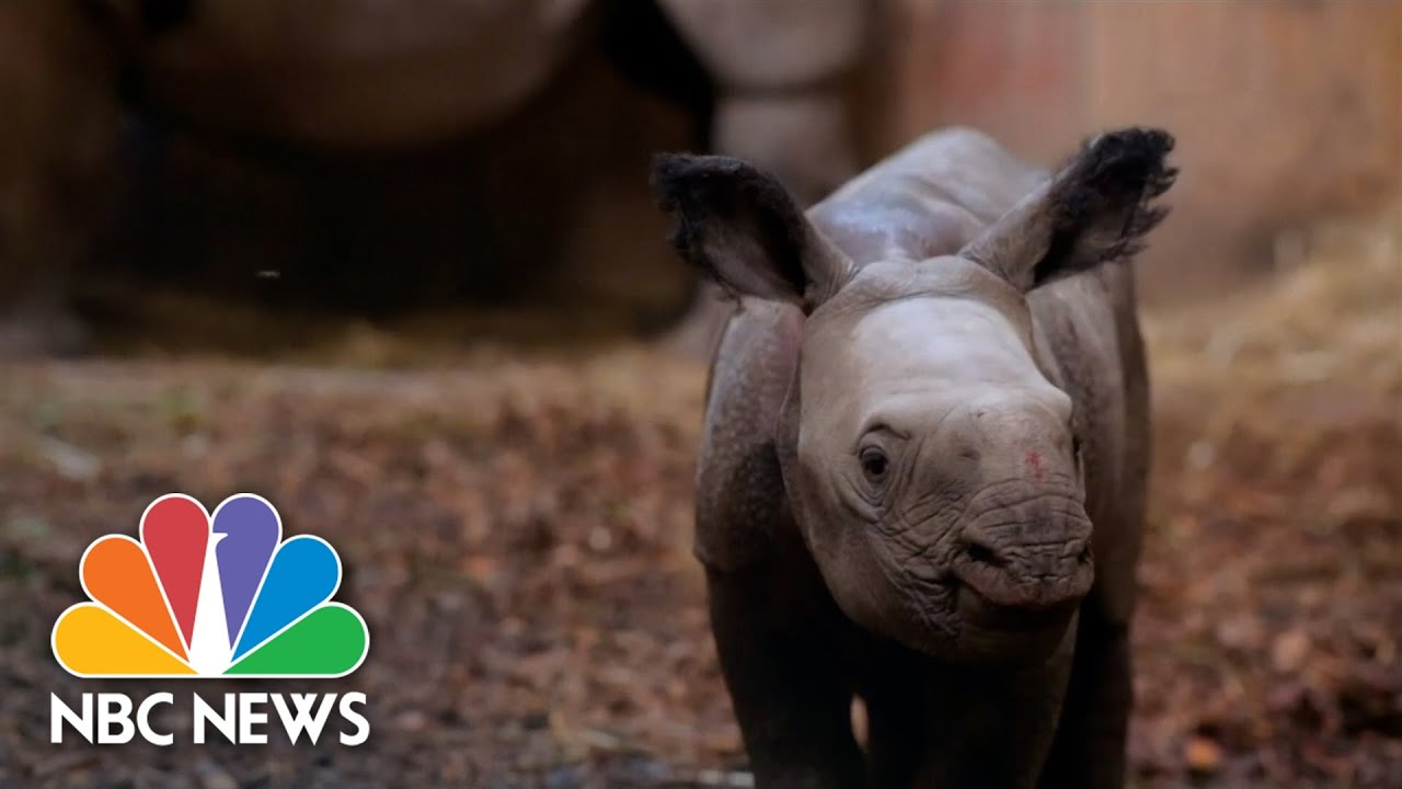 Watch: Video Shows Birth Of Rare One-Horned Rhino In The U.K. - YouTube