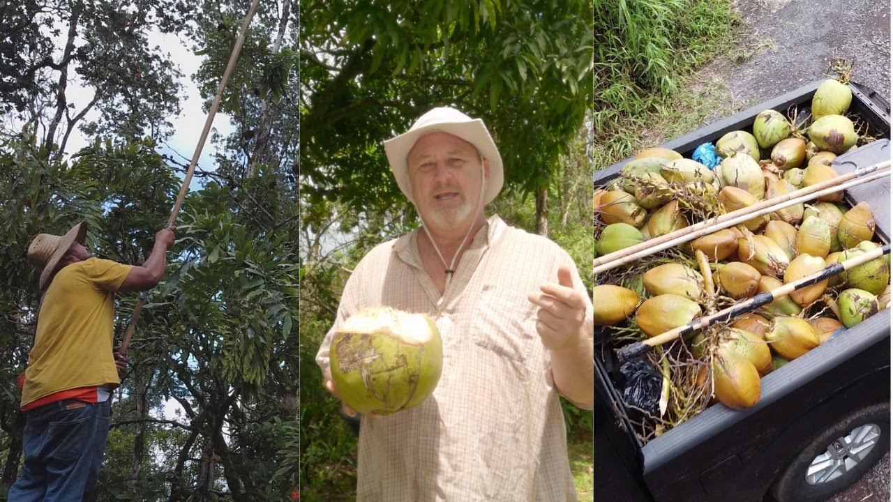 Harvesting Coconuts with Coconuts_Kingdom - how to open coconuts Big ...