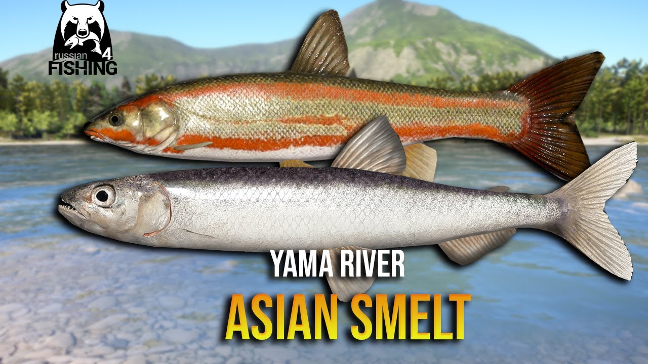 Asian Smelt Active Spot at Yama River - Russian Fishing 4 - YouTube