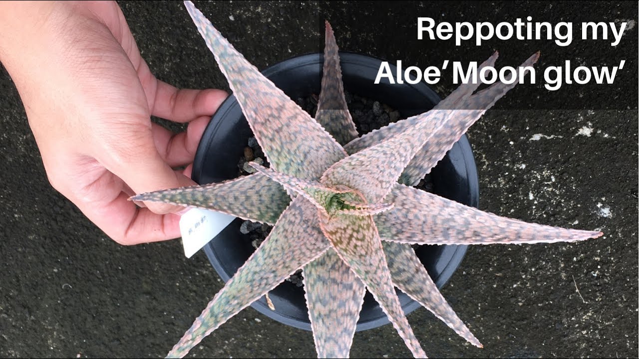 How to remove aloe offset / How to remove aloe babies (Aloe moonglow ...