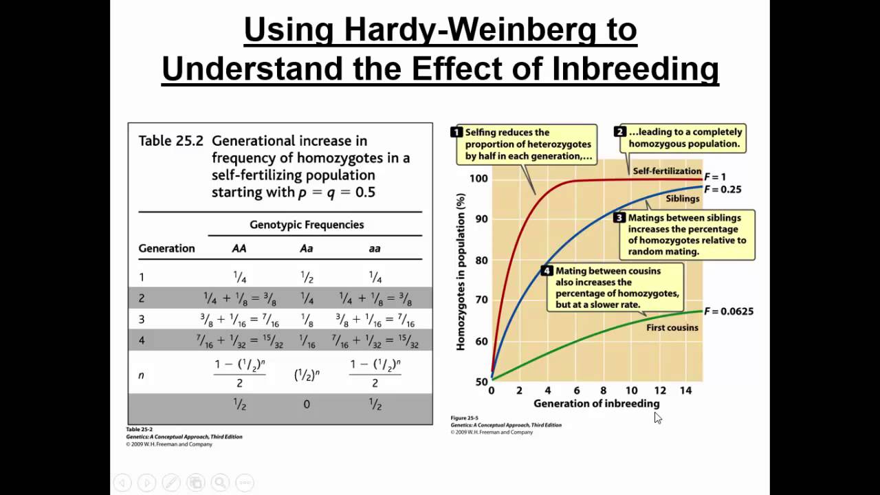 Population Genetics II (Practical Applications of Hardy Weinberg) - YouTube
