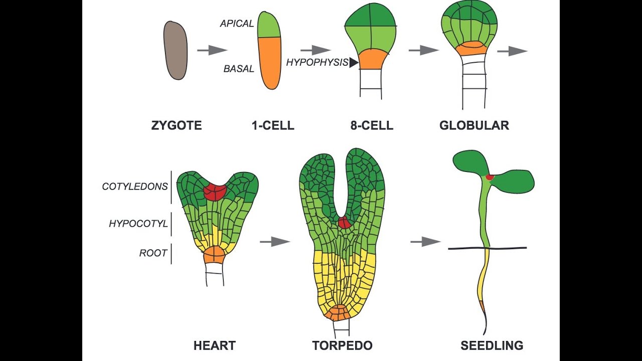 CLASS: XII, Post Fertilization Changes In flowering Plants - YouTube