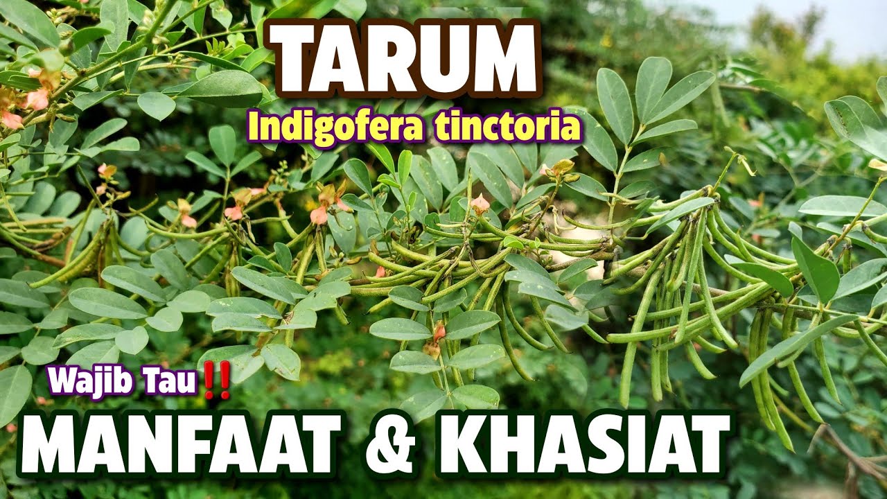 Manfaat Indigofera tinctoria atau Tarum #indigoferatinctoria # ...
