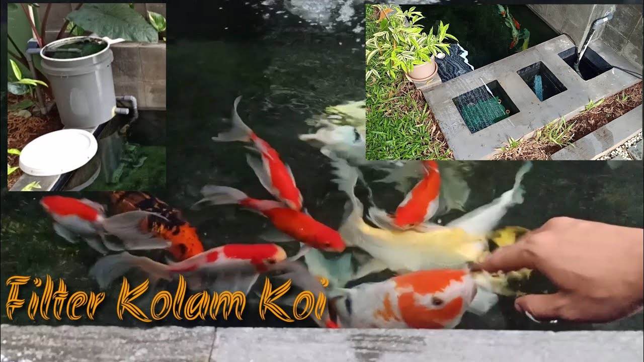 Filter Kolam Koi,Sederhana Tapi Bikin Air Kolam Jernih - YouTube