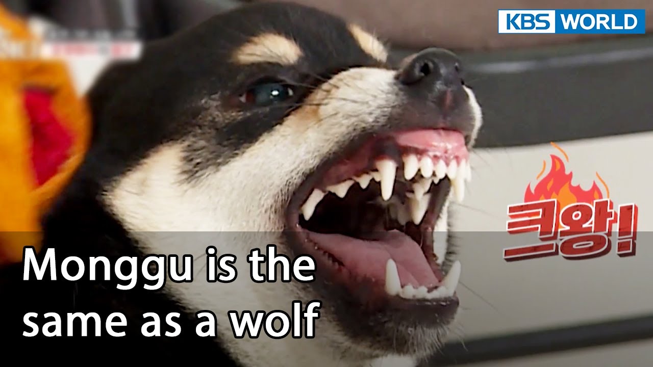 Monggu is the same as a wolf [Dogs are incredible : EP.132-6] | KBS ...