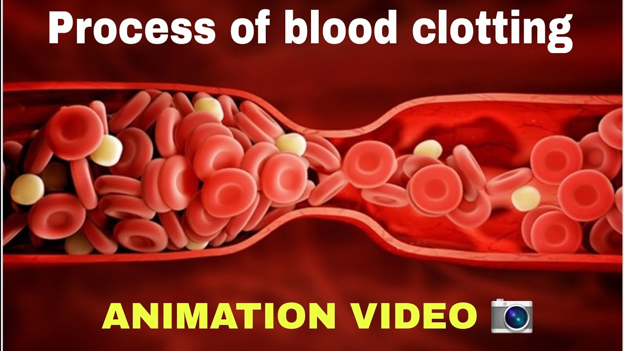 Process of Blood Clotting | biology animation video | NEET - YouTube