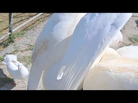 Mga kalapati sa GARIN FARM| iloilo - YouTube