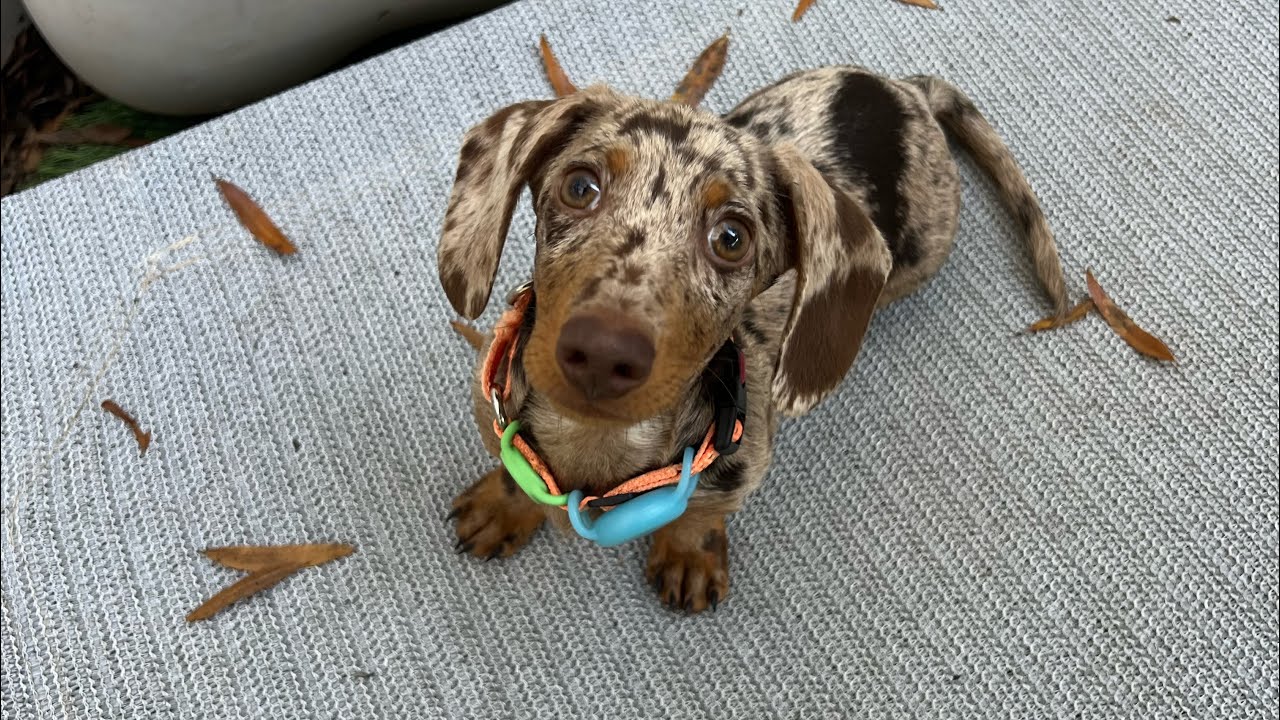 Thor Hand Signals and Virtual Support - YouTube