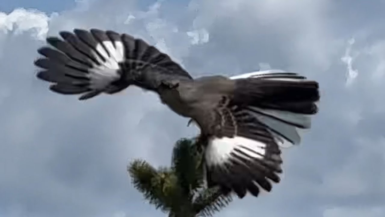 Close Encounter: Bird Attacked me when Near Nest! - YouTube