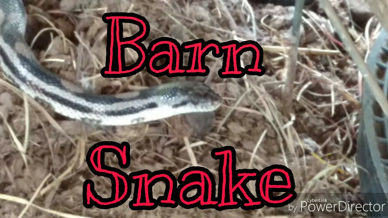 Barn snake encounter - YouTube