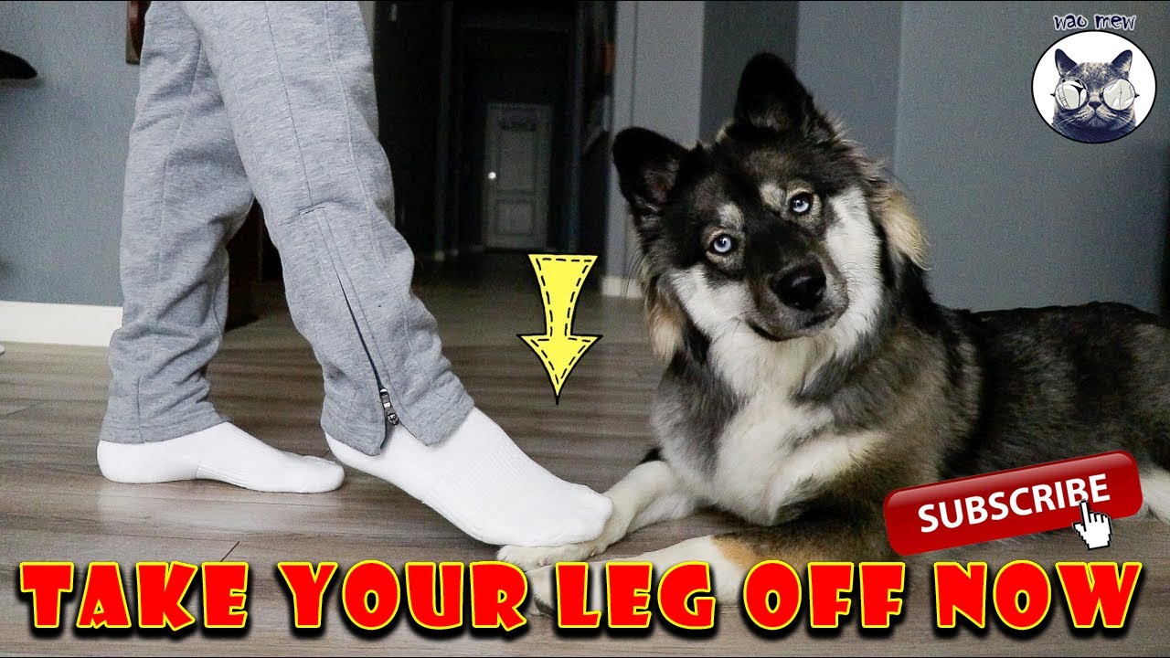 Awesome SO Cute Dog 🐱100 CUTE Dogs That Will Make You Laugh Out Loud 😂😆 ...
