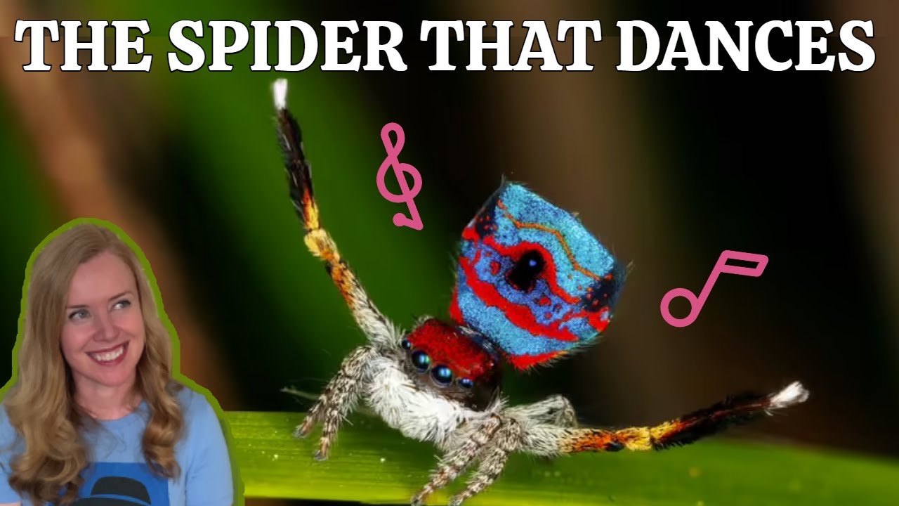 The Spider That Dances! - YouTube