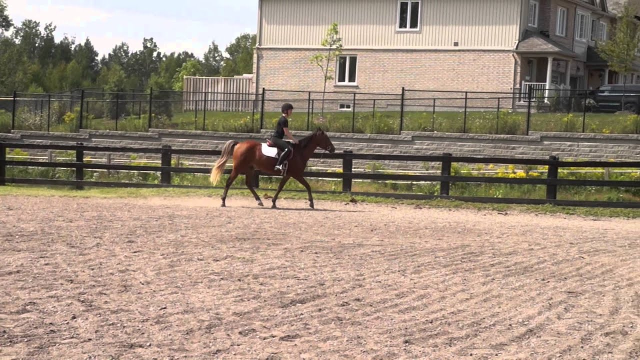 CUTE LARGE PONY HUNTER - YouTube