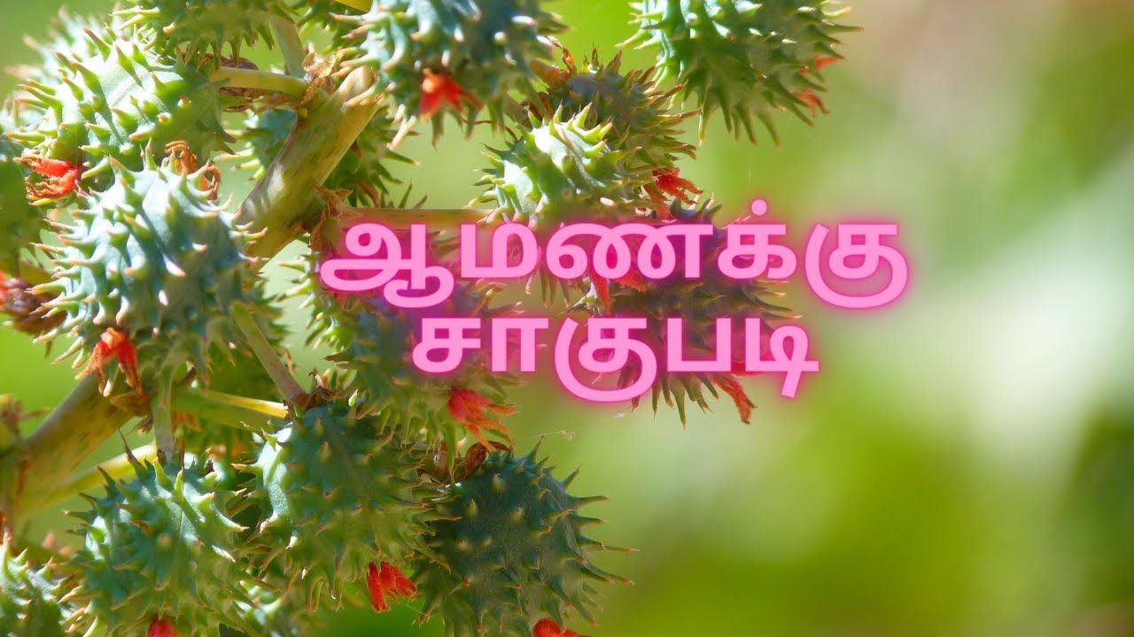 ஆமணக்கு ( @ourfarmer406 ) | Unbelievable Benefits of Castor Cultivation ...