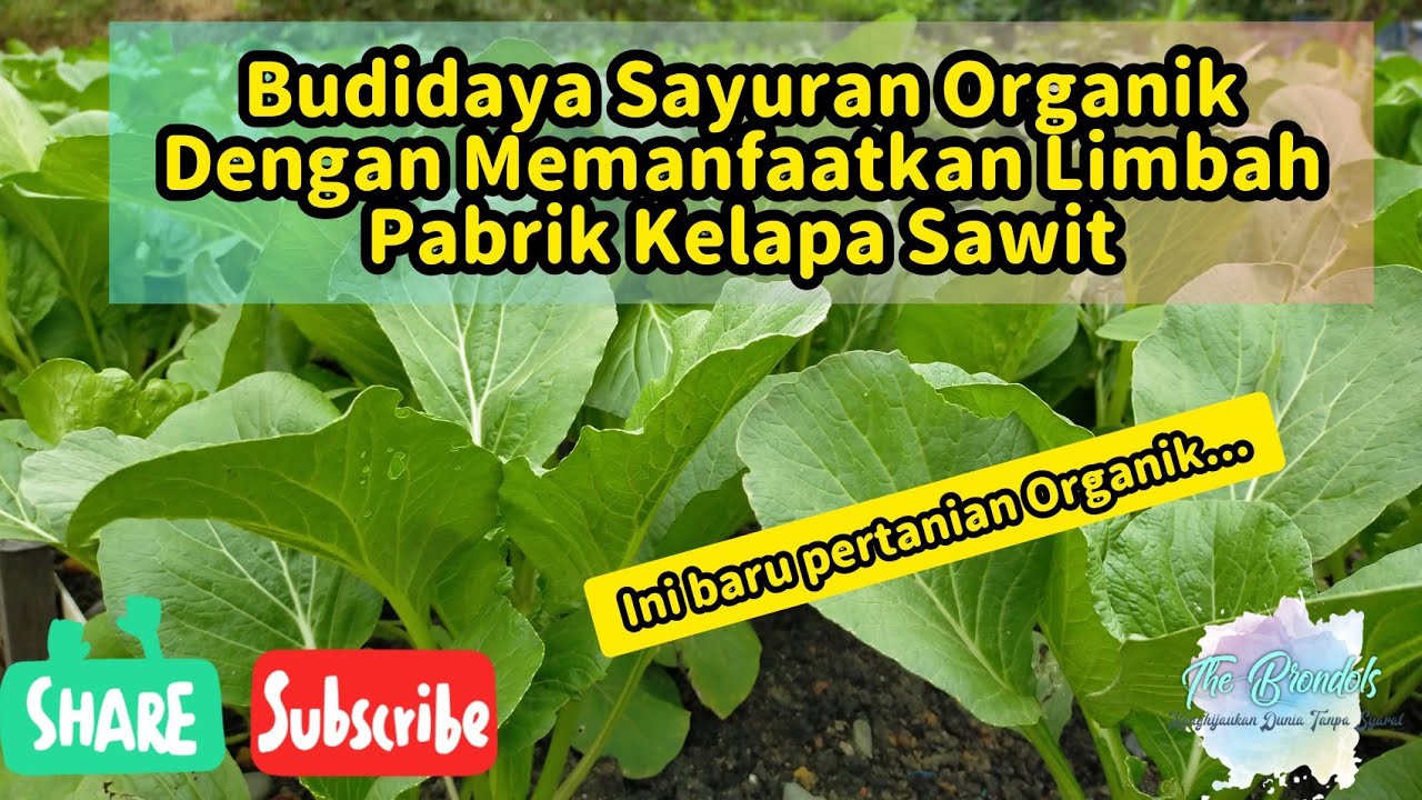 Budidaya Sayuran Organik Dengan Menggunakan Limbah Kelapa Sawit "Solid ...