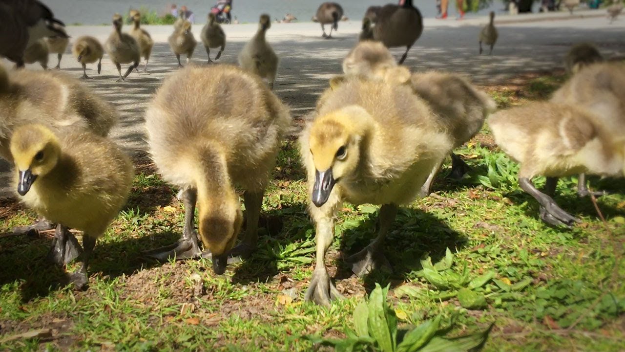 Super cute baby geese invade a park! - YouTube