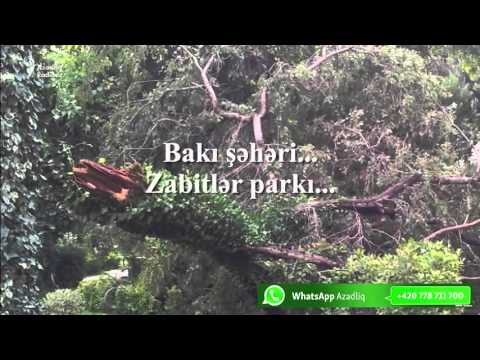 Sumqayıt və Bakıda yaşıllıq...