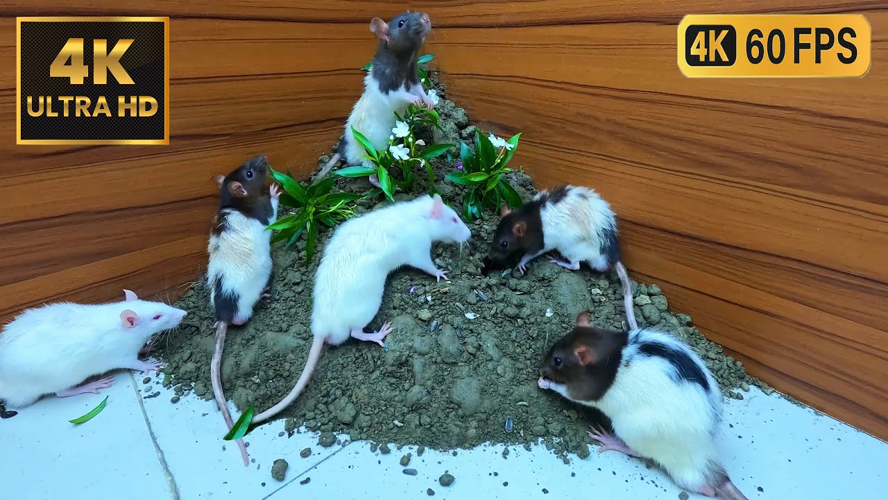 10 hour Cat TV mouse digging burrows holes in sand, playing and ...