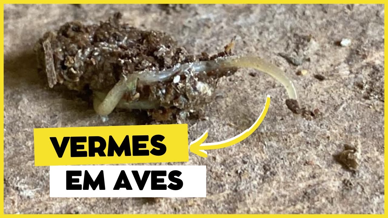 VERMES nas GALINHAS: como prevenir e tratar a verminose em aves - YouTube