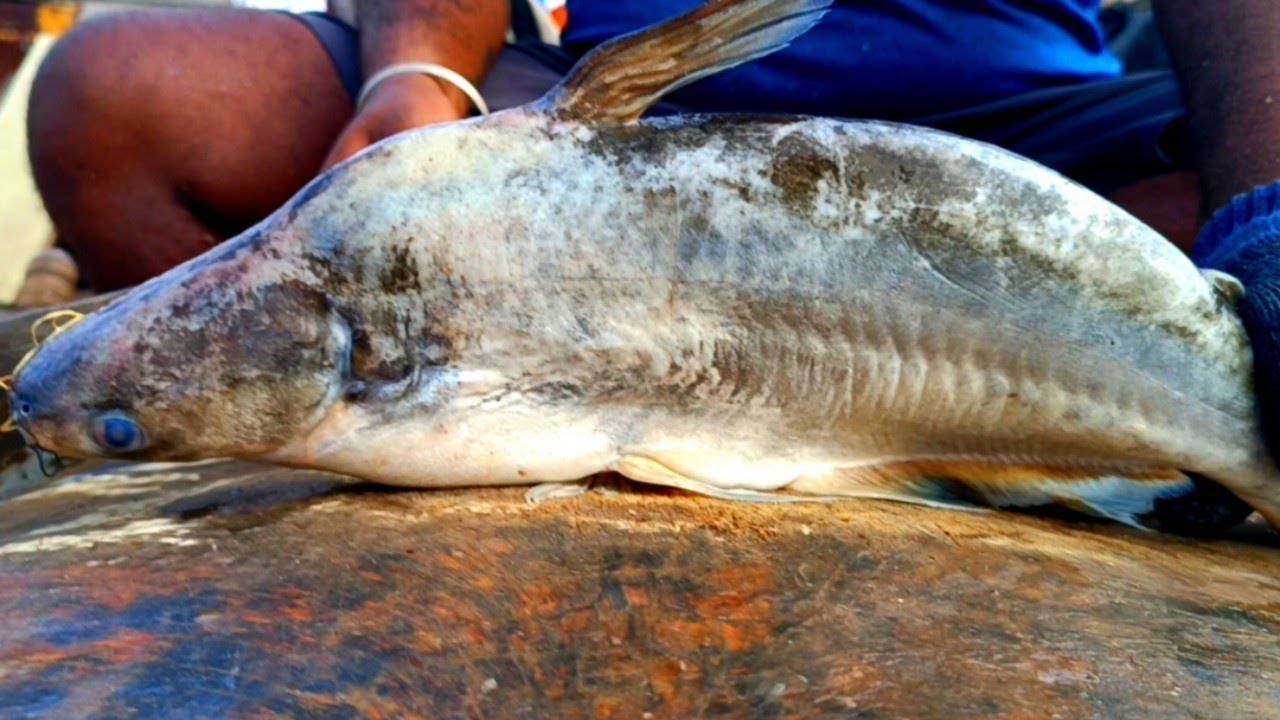 basha fish cutting by mahi fish cutter in pattinambakkam fish market 💥💥 ...